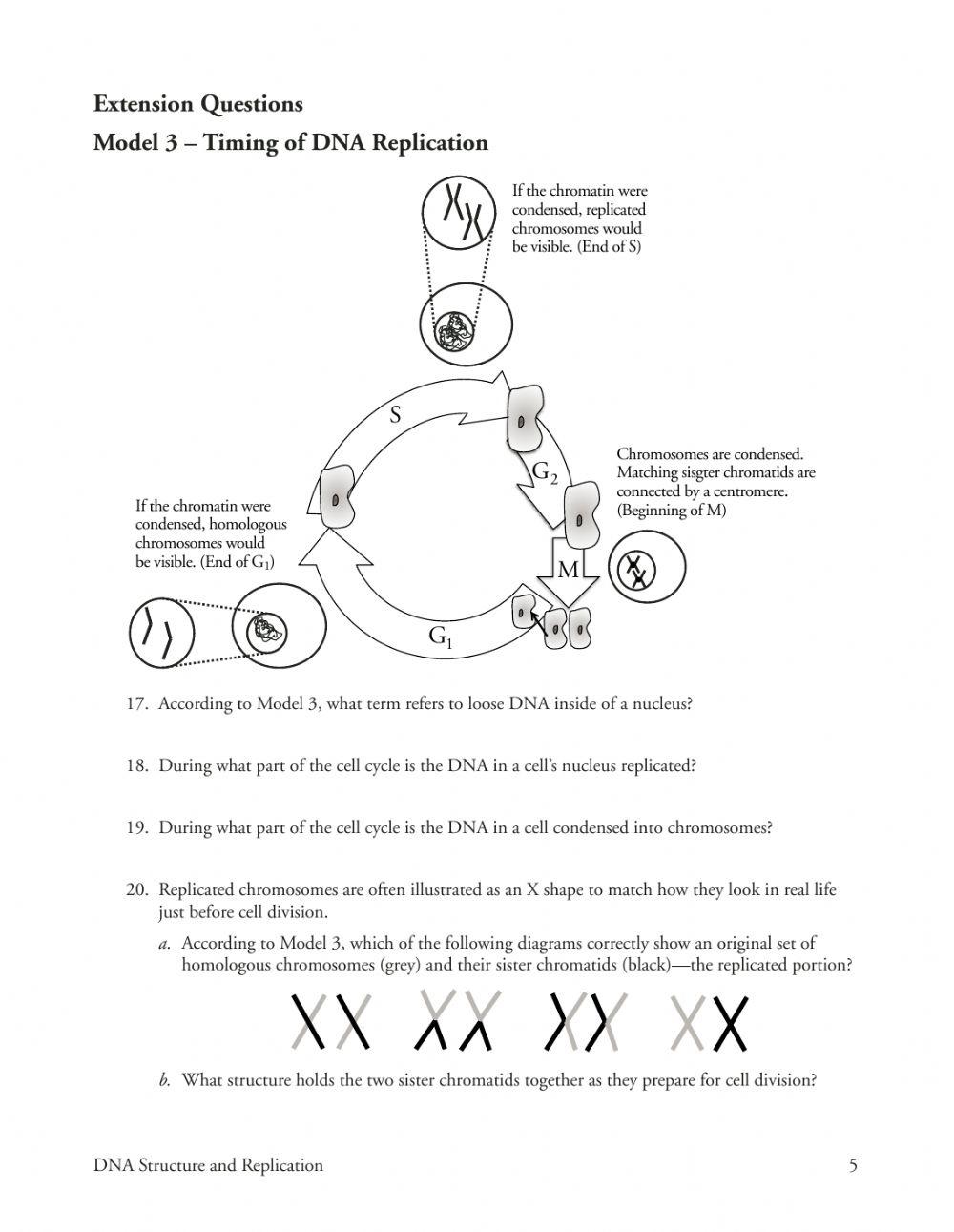 Dna Structure And Replication Review Worksheet Dna Replication