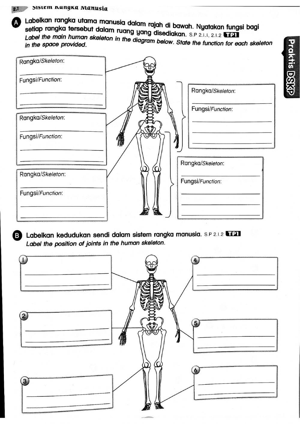 Sistem rangka activity | Live Worksheets