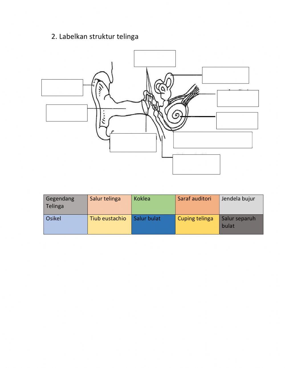 LABEL STRUKTUR MATA, TELINGA, HIDUNG DAN LIDAH 4632888