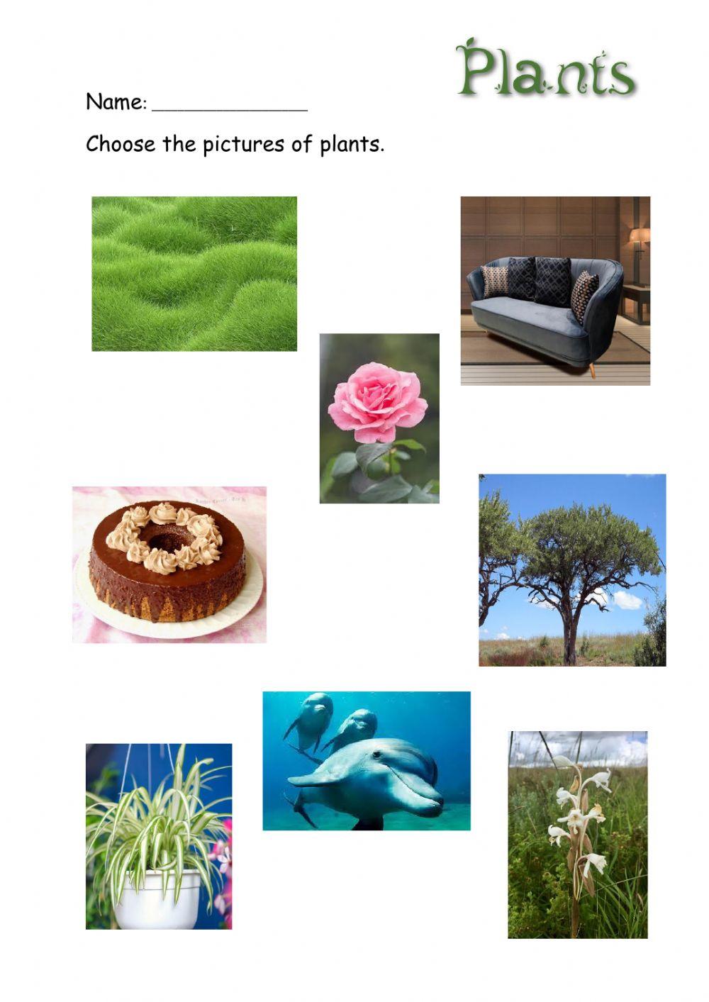666377 | I see plants | ajones | LiveWorksheets