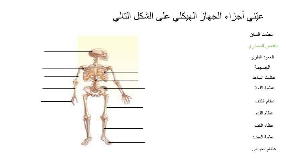 تعيين أجزاء الجهاز الهيكلي online exercise for | Live Worksheets