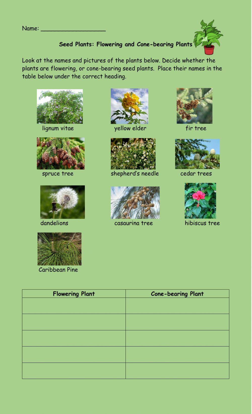 Seed Plants Worksheet Live Worksheets seed-plants-worksheet-live-worksheets