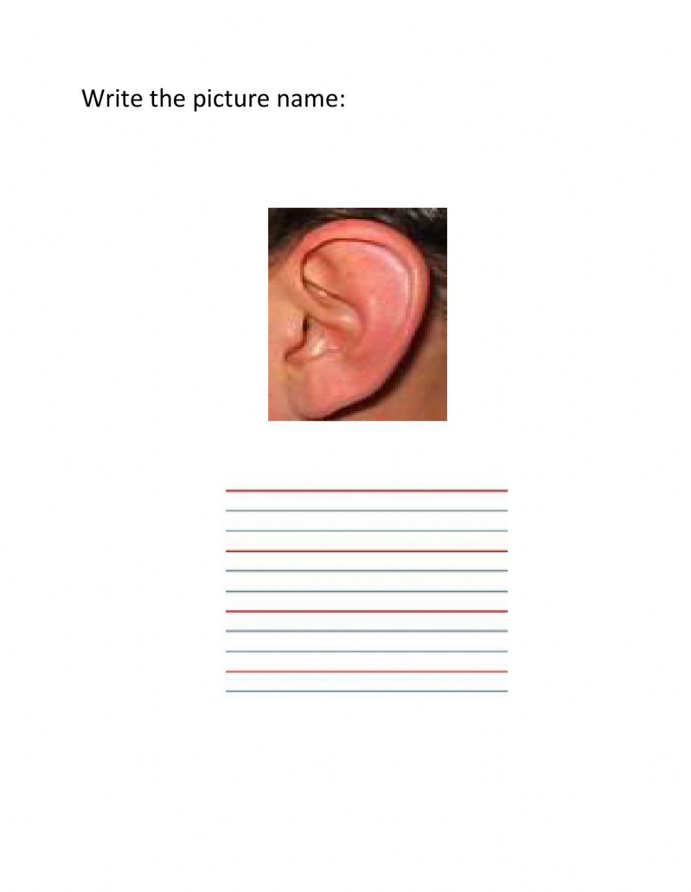 Ear interactive worksheet | Live Worksheets