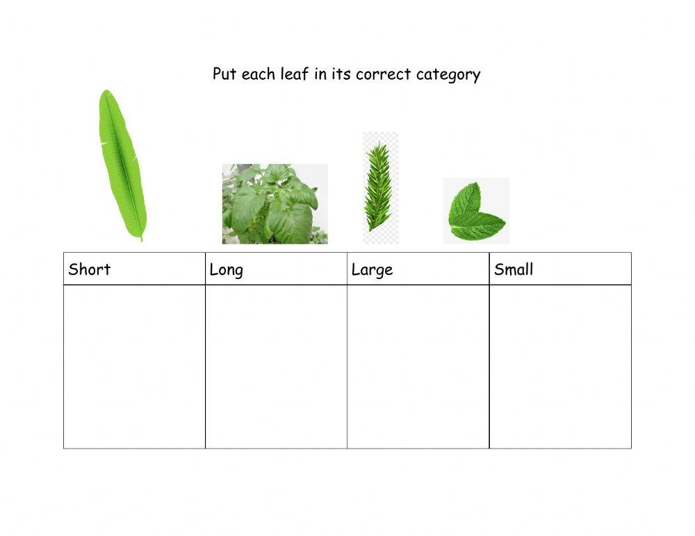 Leaf size worksheet | Live Worksheets
