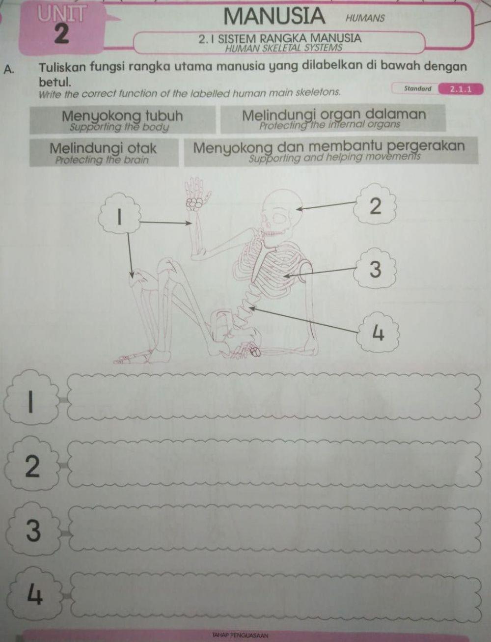 Sistem Rangka Manusia online exercise | Live Worksheets