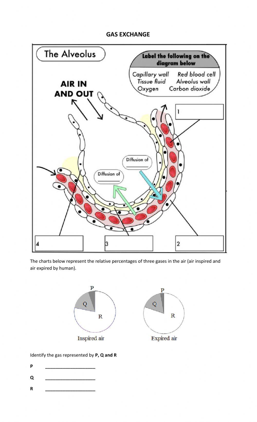 4644190 | Gas Exchange | Kimberley Stuart