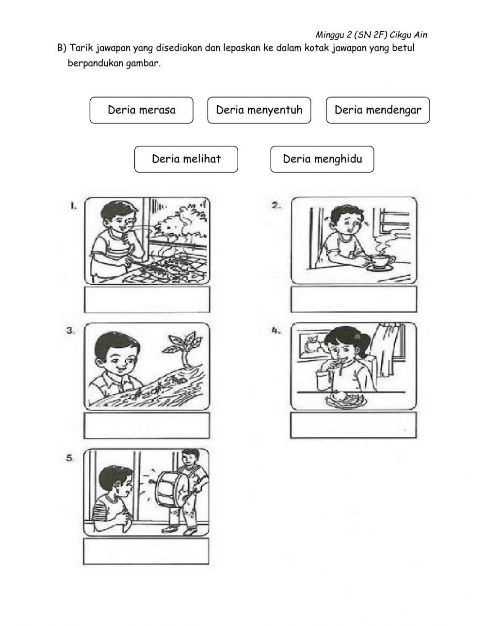Memerhati Kemahiran Proses Sains worksheet | Live Worksheets