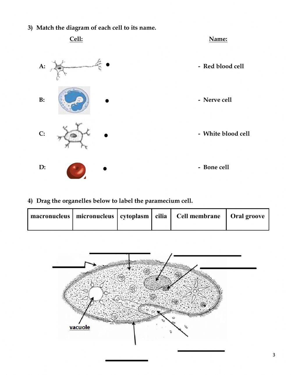 662685 | Animal cells | layalad | LiveWorksheets