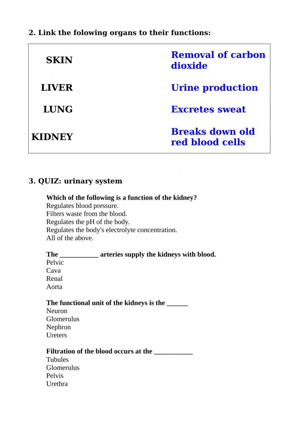 Human Urinary S… | Free Interactive Worksheets | 665879