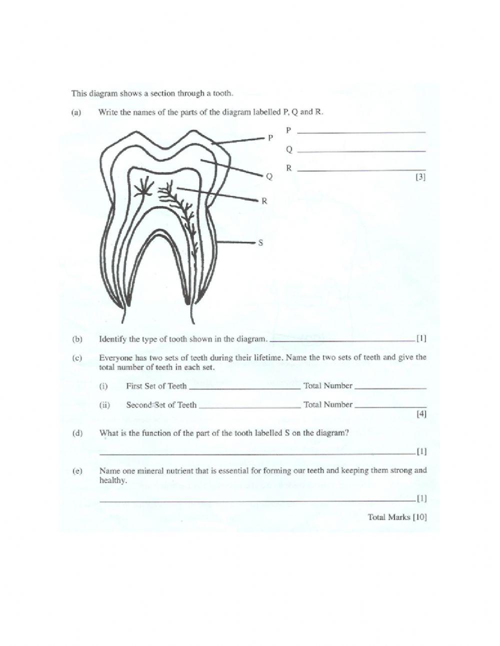 Parts of a tooth worksheet 4653325 | tsweeting19 | Live