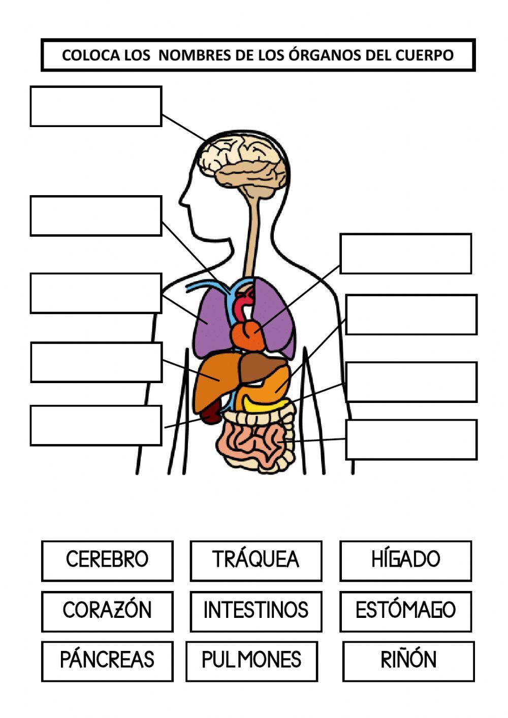 Hojas De Trabajo Sobre Los órganos Del Cuerpo Y Sus Funciones