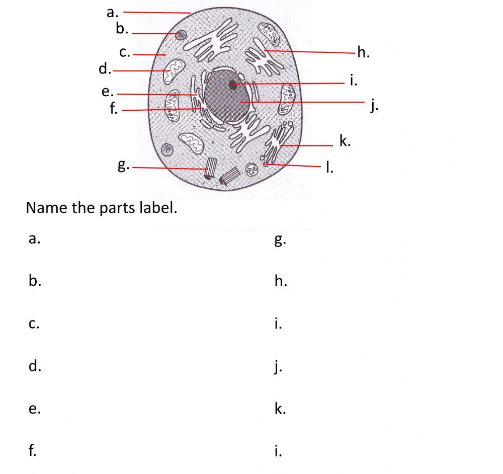 animal cell online exercise for | Live Worksheets