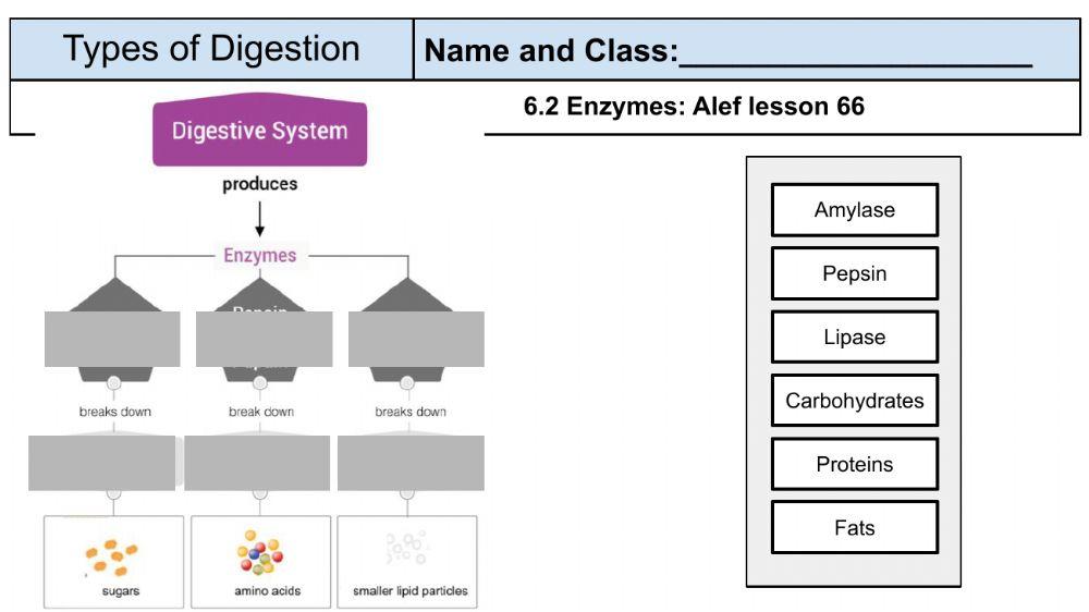 6.2 Enzymes: Types of Digestion online exercise for | Live Worksheets