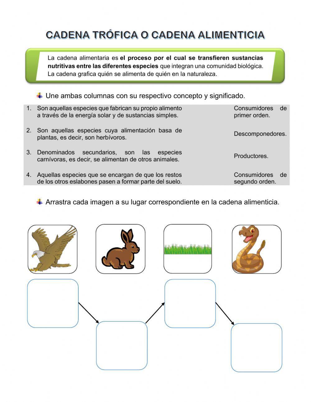 Cadena Alimenticia De Herbívoros Cadena Alimenticia De Herbívoros
