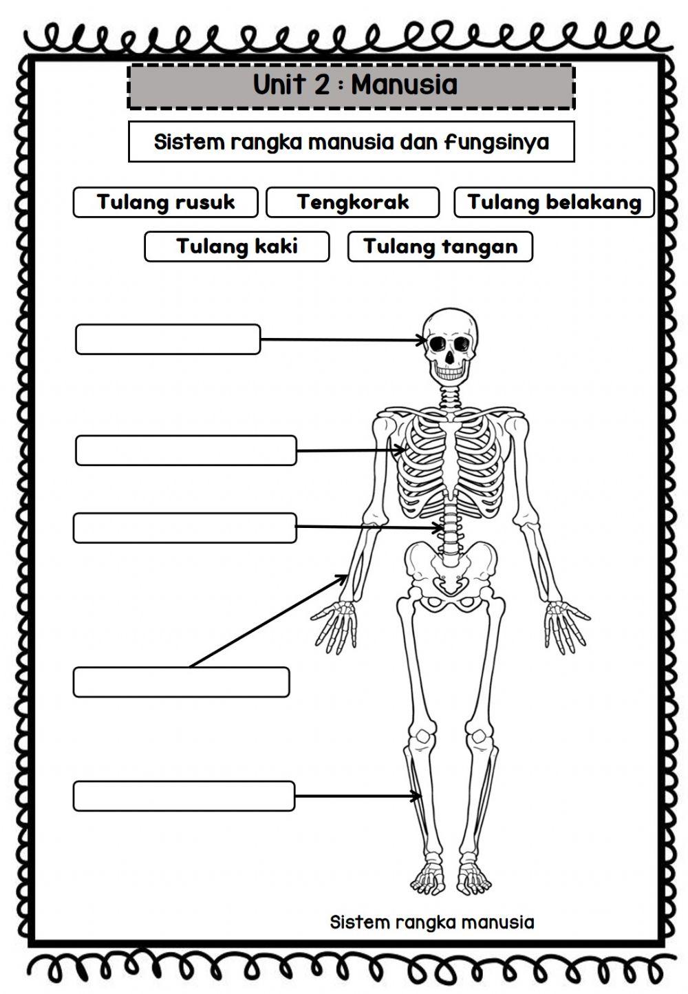 Sistem rangka | Free Interactive Worksheets | 679022
