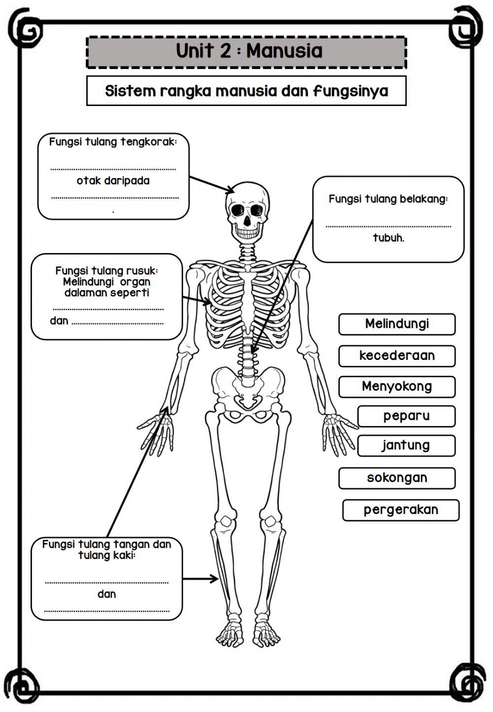 Fungsi sistem rangka | zitra | Live Worksheets