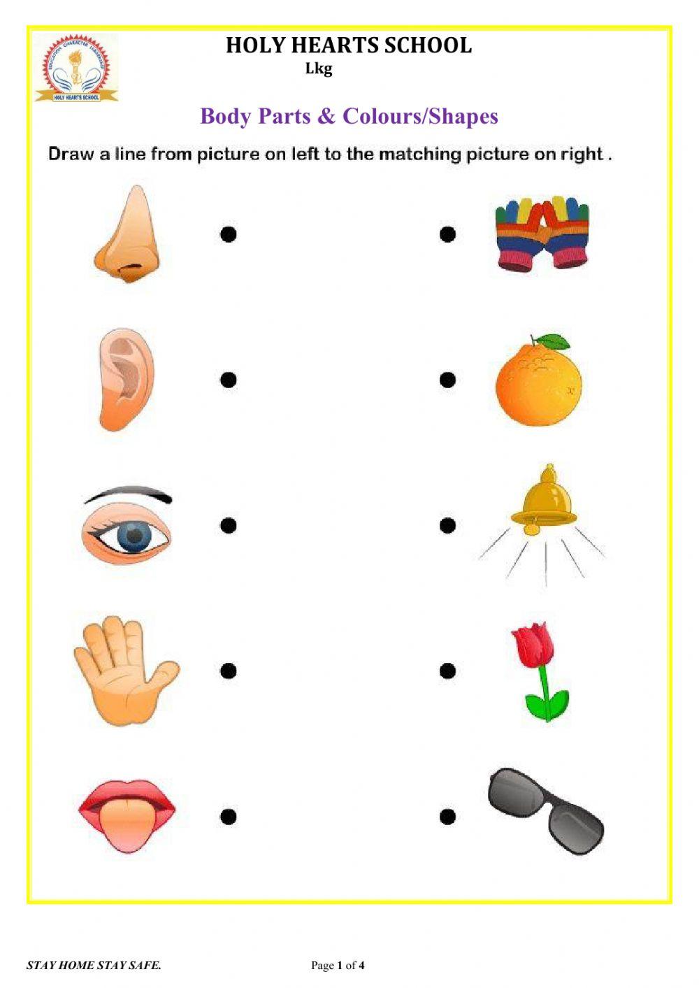 Five Sense Organs Worksheet Live Worksheets, 60% OFF