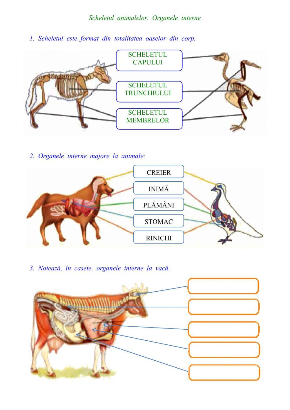 Scheletul anima… | Free Interactive Worksheets | 619126