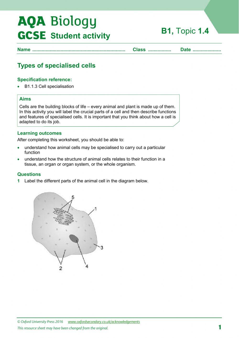 Specialised cel… | Free Interactive Worksheets | 619136