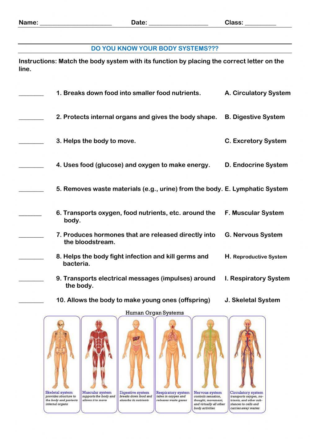 Human Body Organ Systems Worksheet Human Body Organ Systems Worksheet