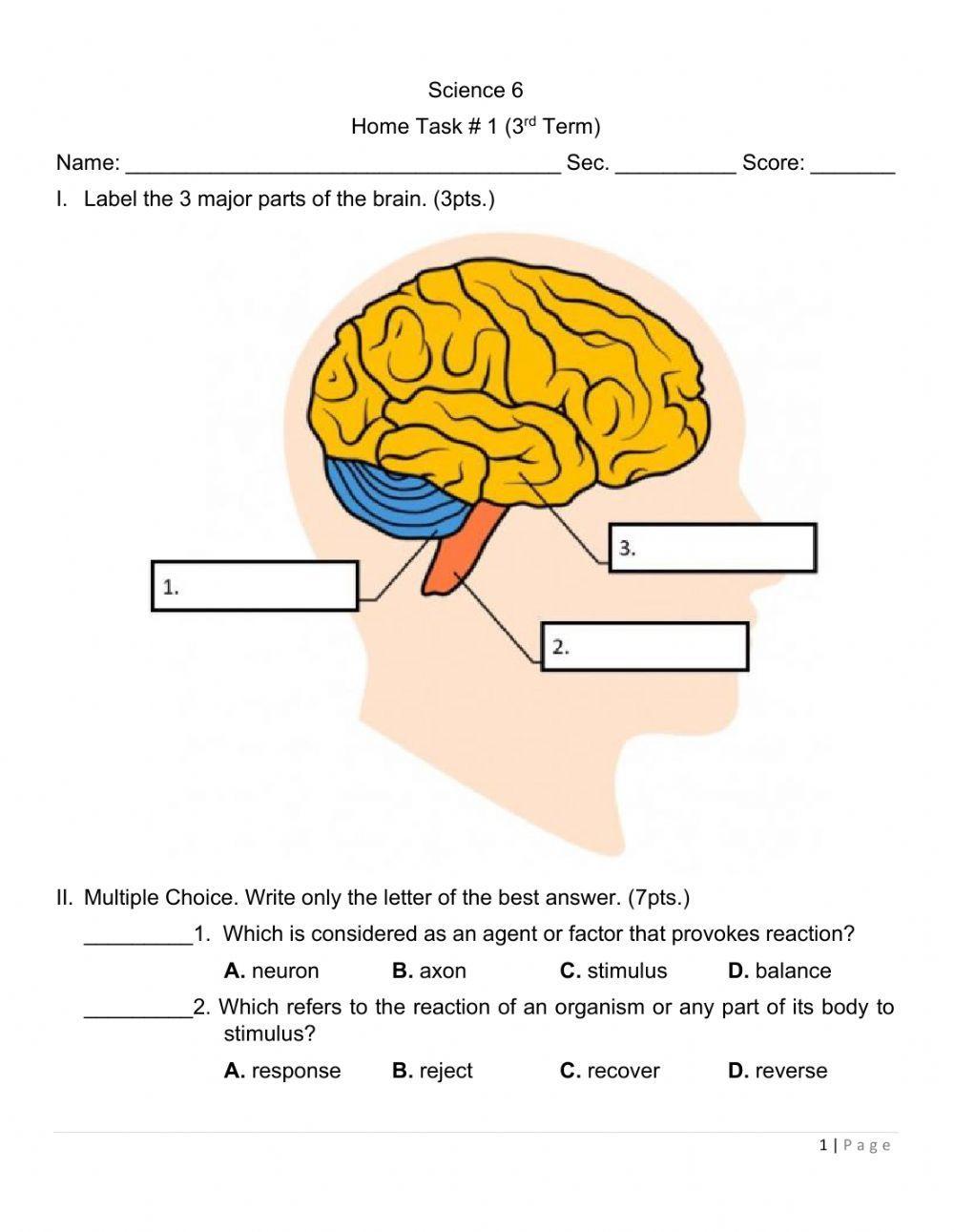 Nervous System For Grade 6
