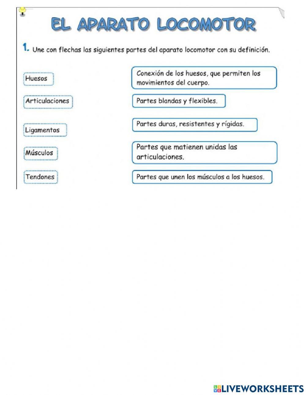 Aparato Locomotor interactive worksheet for Cuarto | Live Worksheets