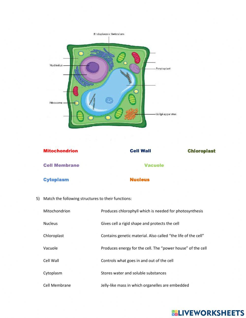 Cells Worksheet 0104 | Camie Edwards | Live Worksheets