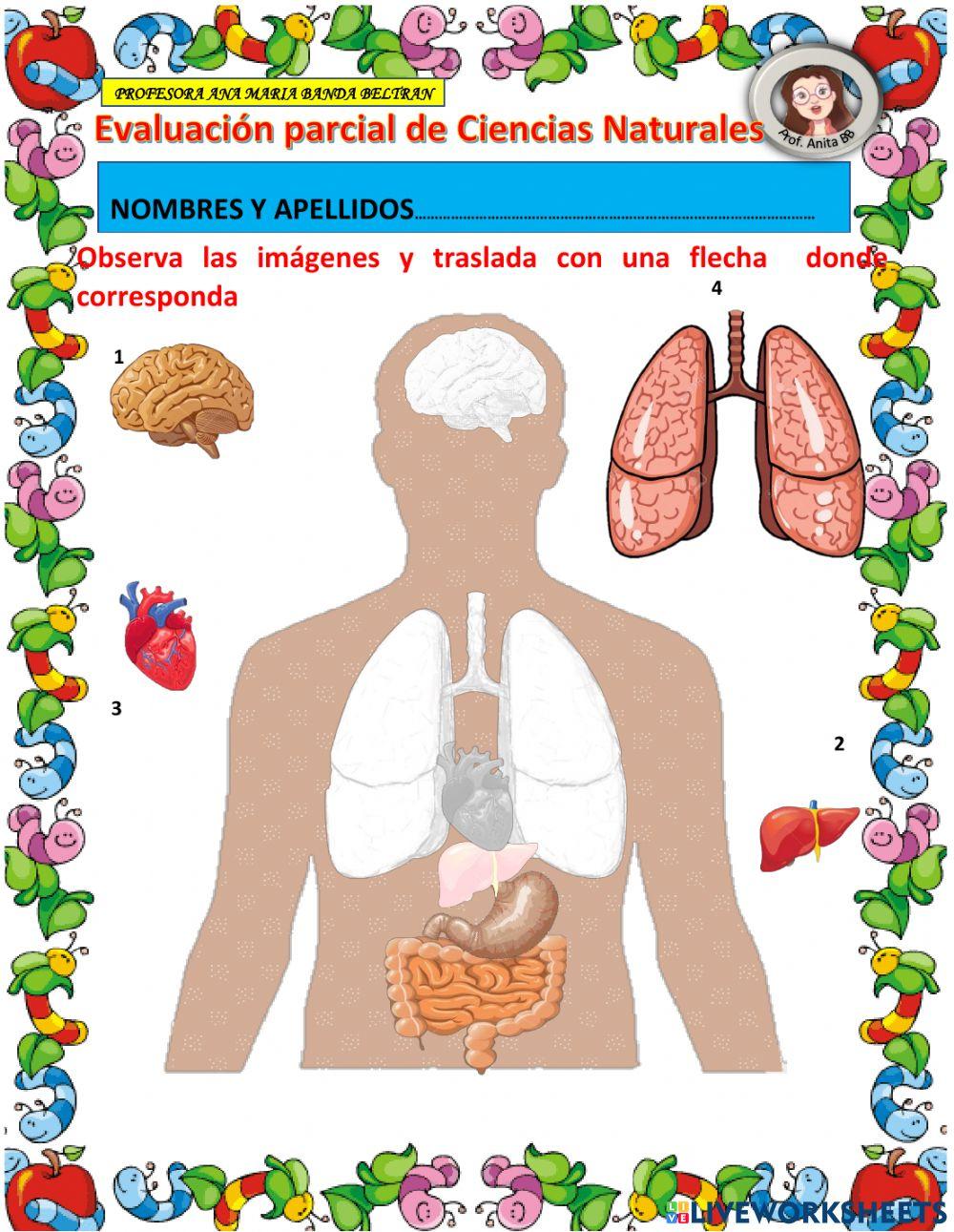 Organos del cuerpo online exercise | Live Worksheets