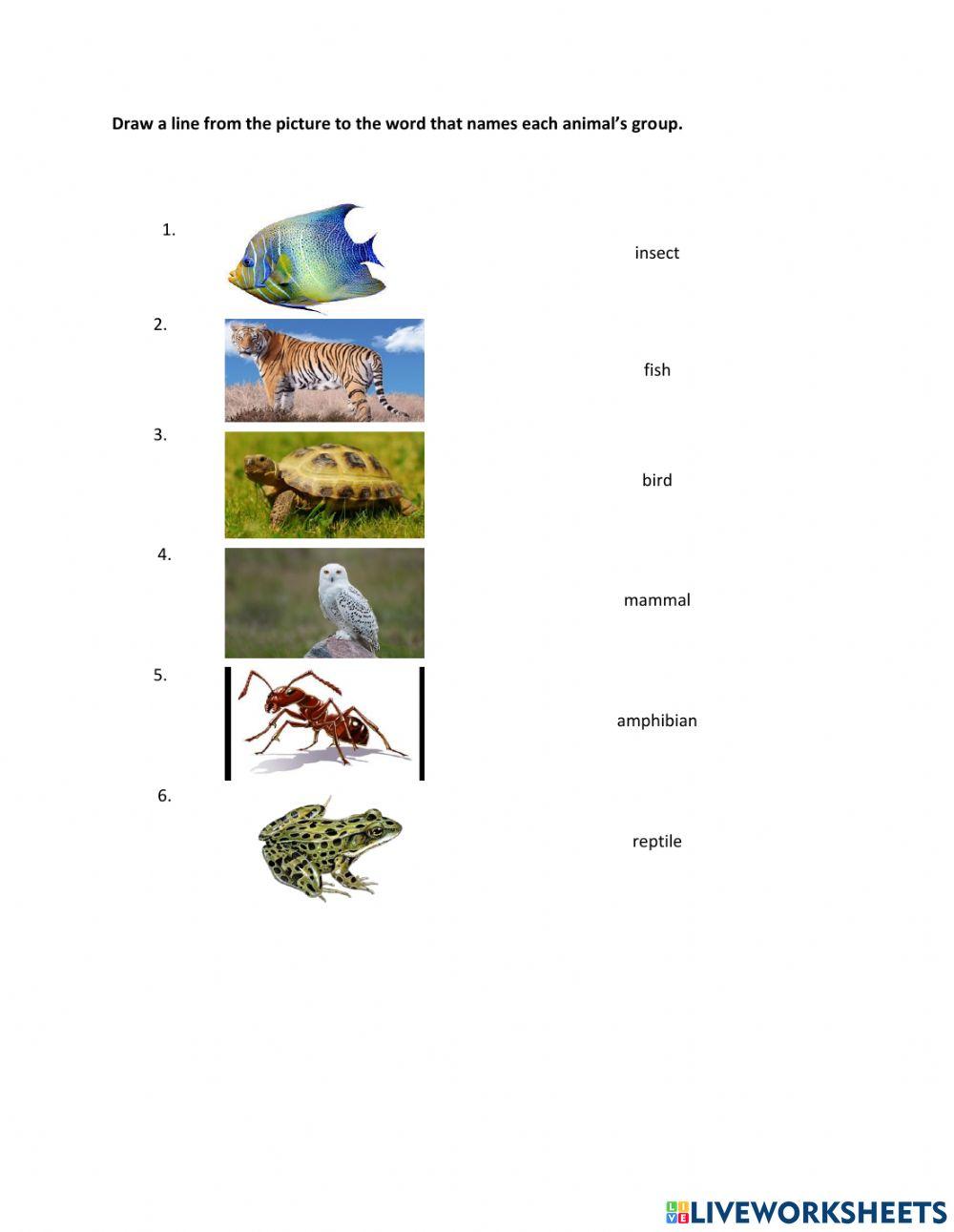 Unit 4 lesson 1: all kinds of animals worksheet | Live Worksheets