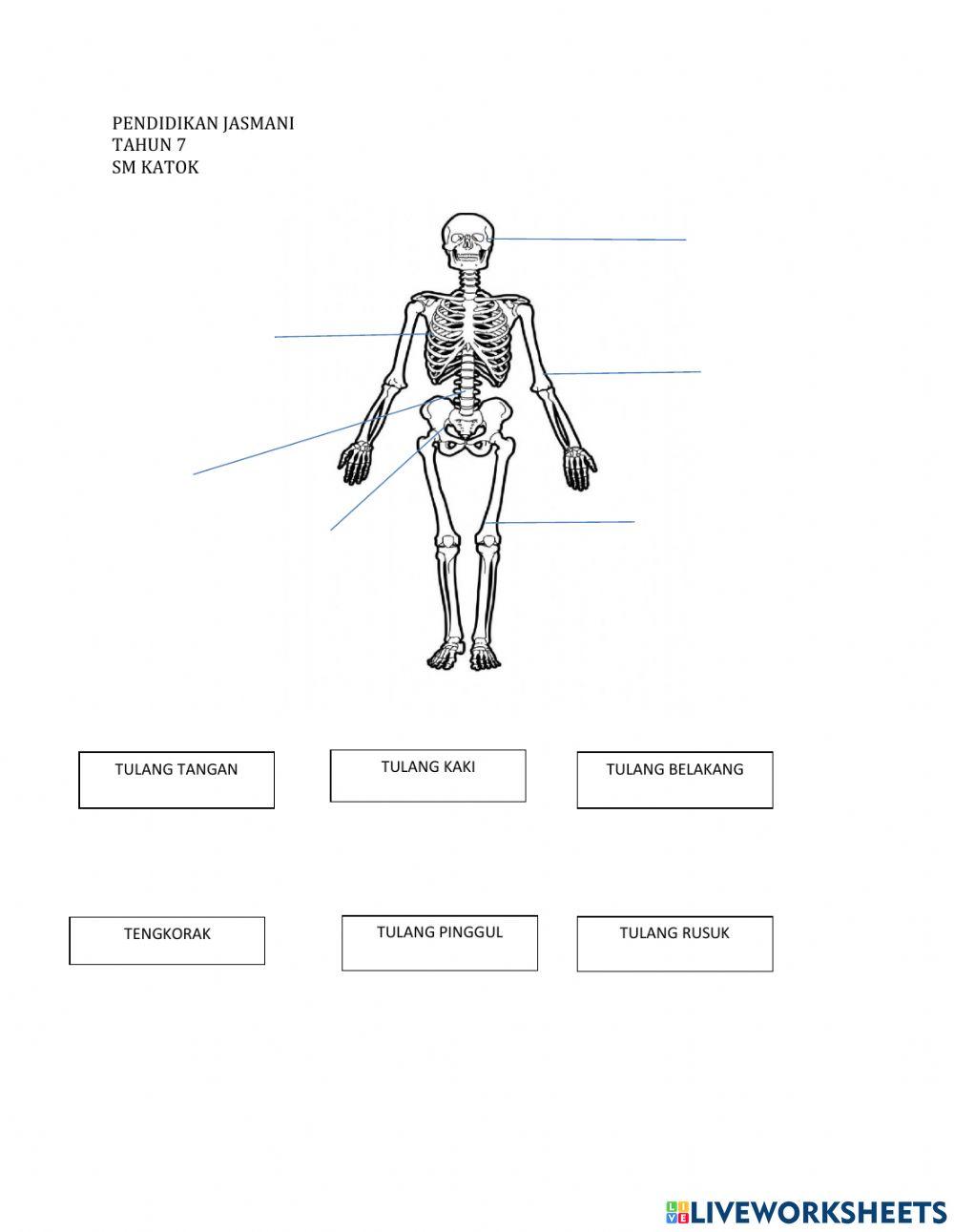 Sistem Rangka online exercise | Live Worksheets
