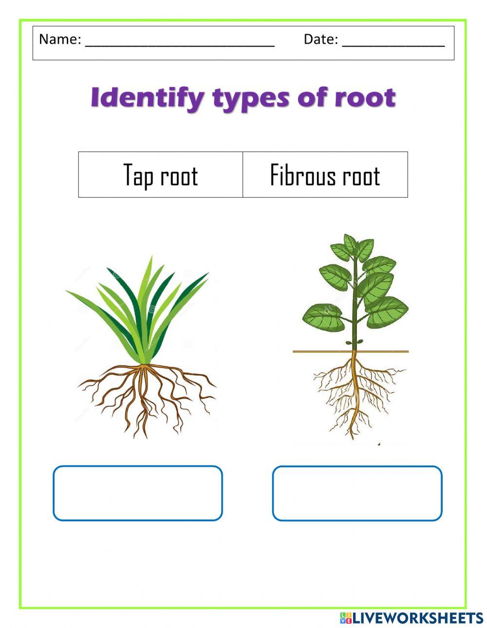 Types Of Root Interactive Worksheet Live Worksheets types-of-root-interactive-worksheet-live-worksheets