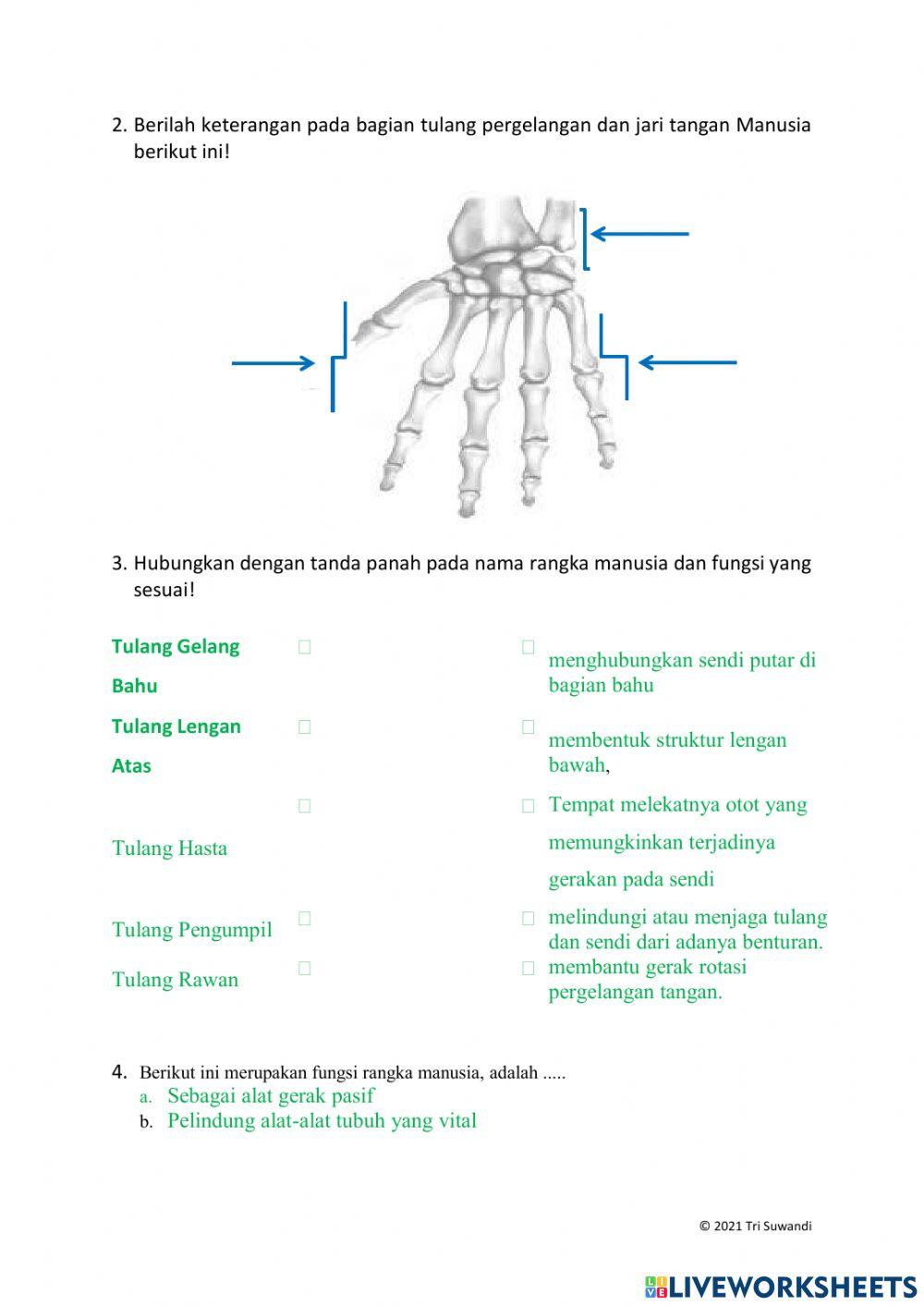 Rangka pada manusia 1515723 | sultanibrahim | Live