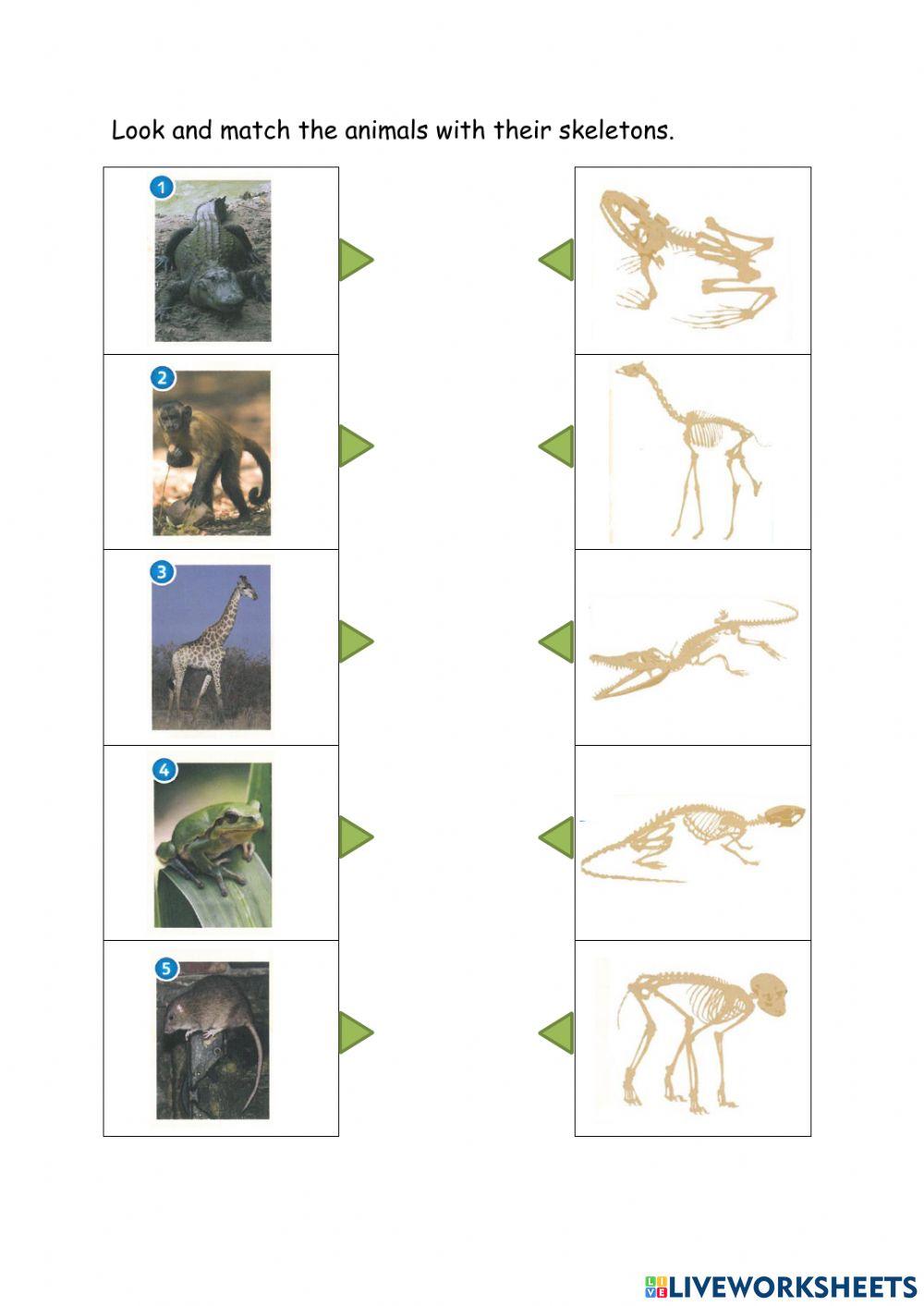 skeleton worksheet online exercise for | Live Worksheets