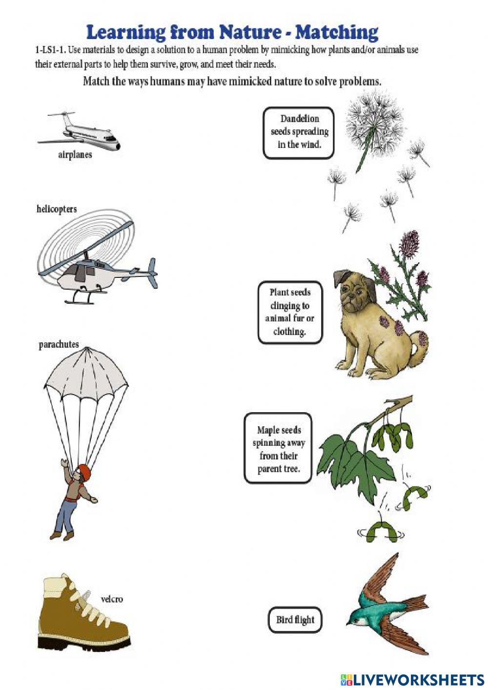 Biomimicry 6743601 | abirzumer | Live Worksheets