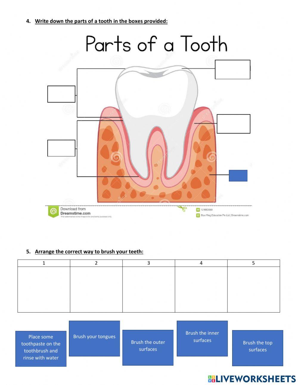 Caring for your… | Free Interactive Worksheets | 1520801