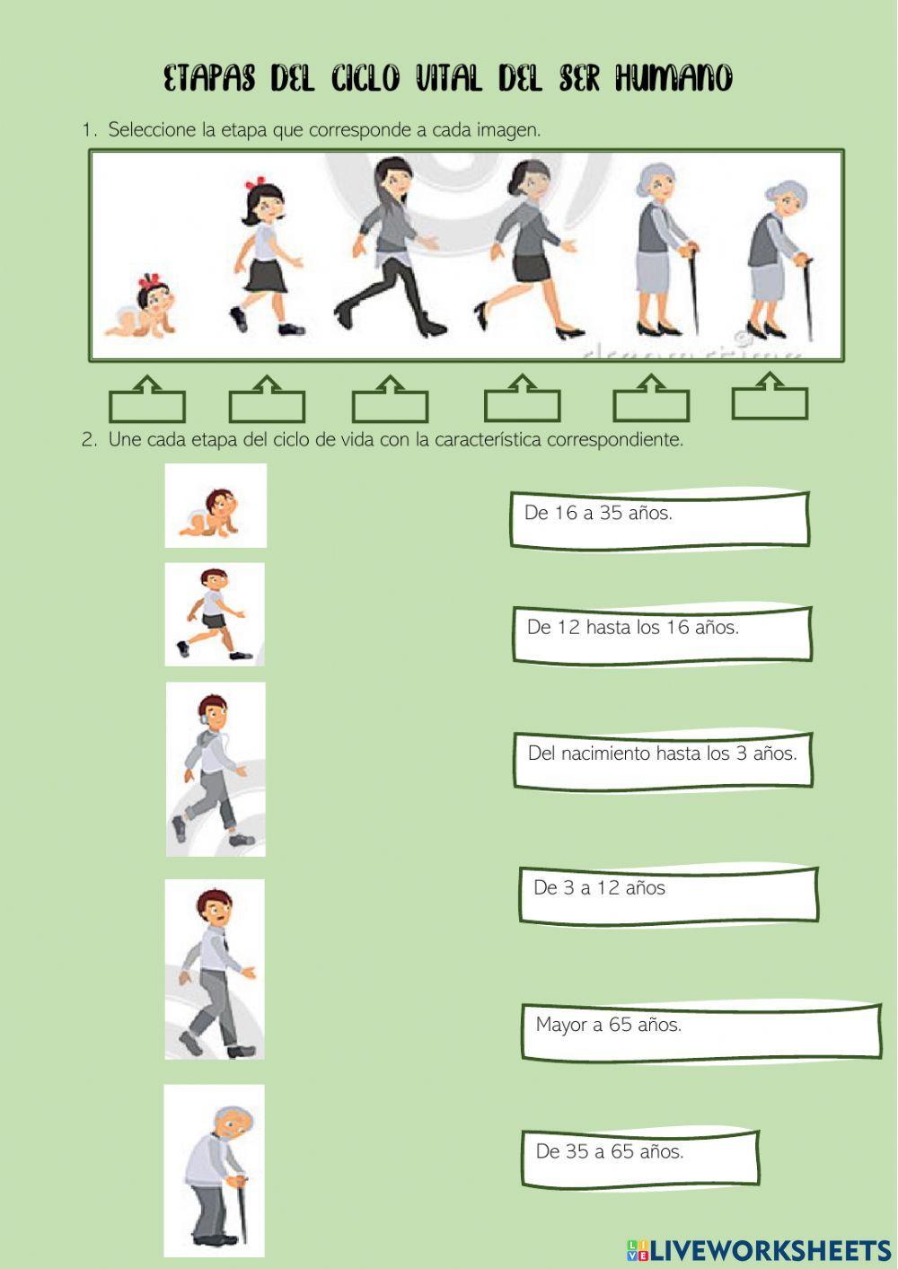 Etapas Del Ciclo De Vida Humano Para Niños