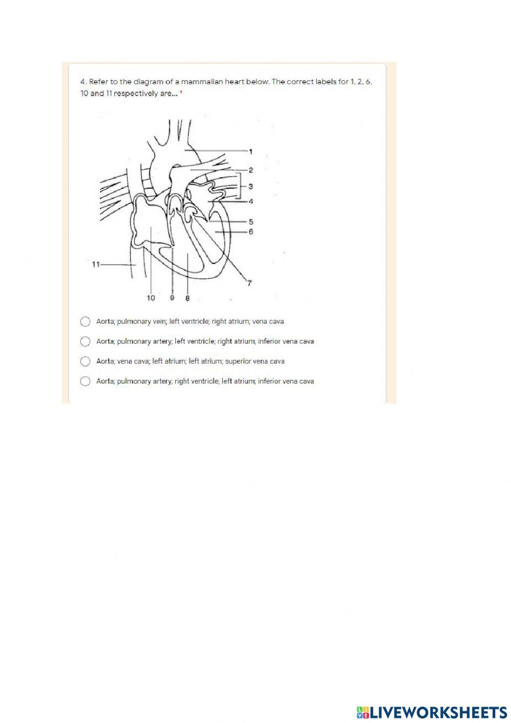 Gr 10 Transport… | Free Interactive Worksheets | 1525493