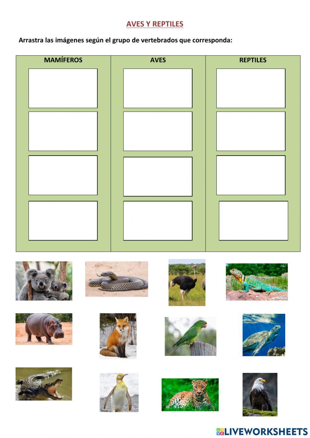 1527220 | Vertebrados | Marcela Ortiz | LiveWorksheets