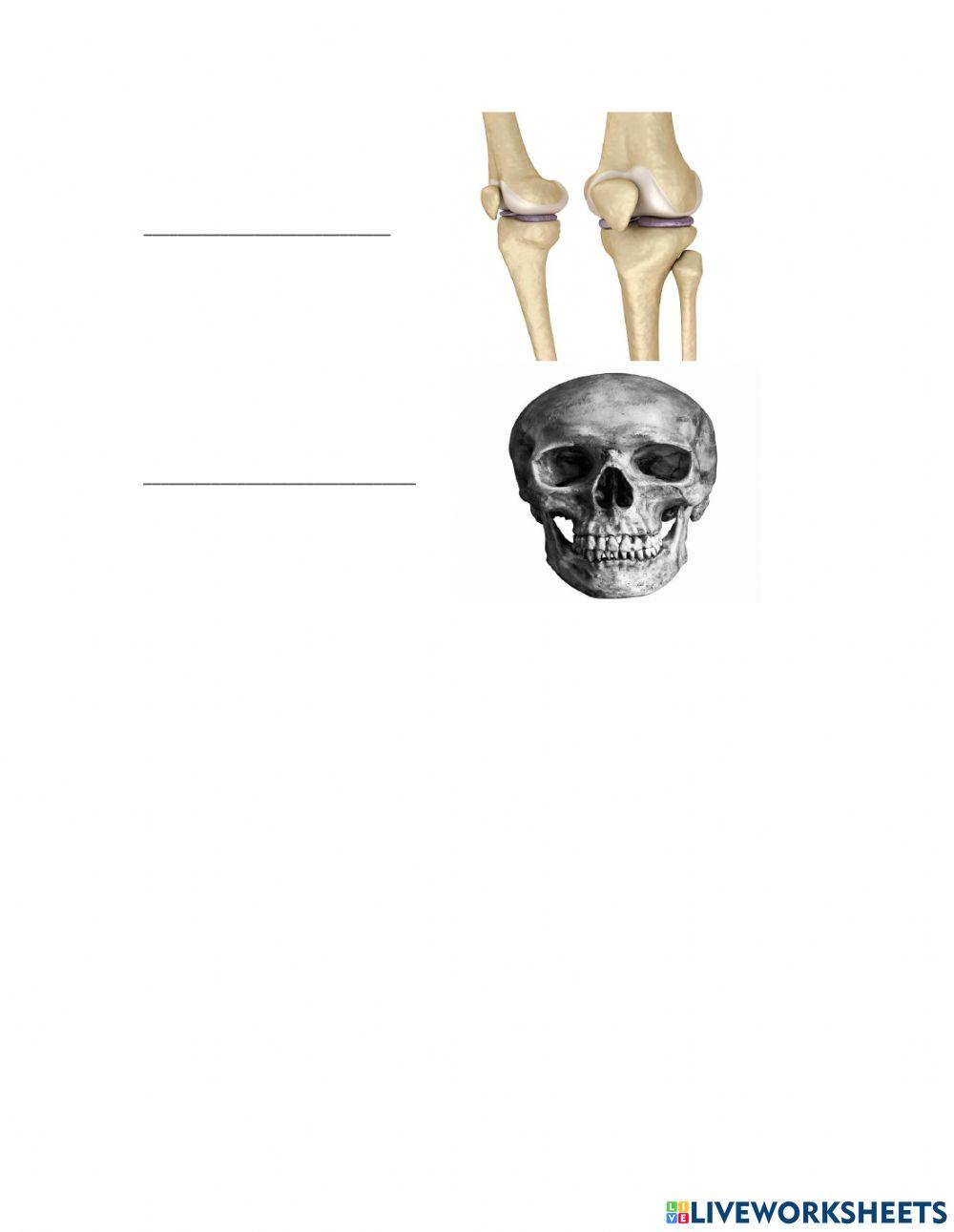 Human skeleton | Free Interactive Worksheets | 1531431