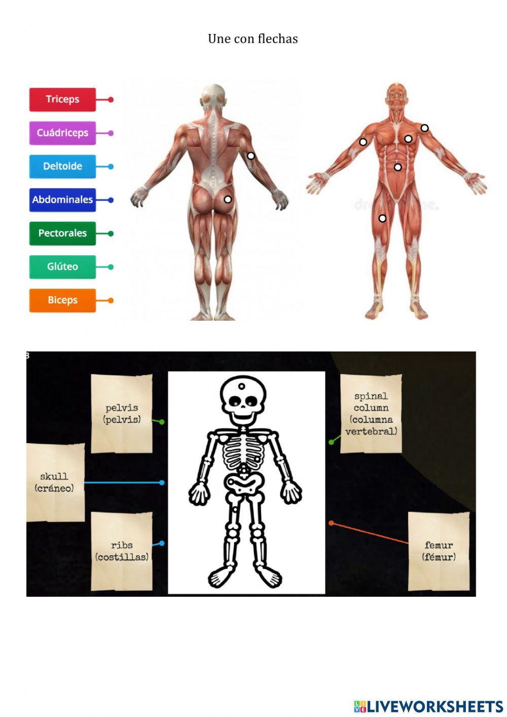 Locomotor system worksheet for 3º | Live Worksheets