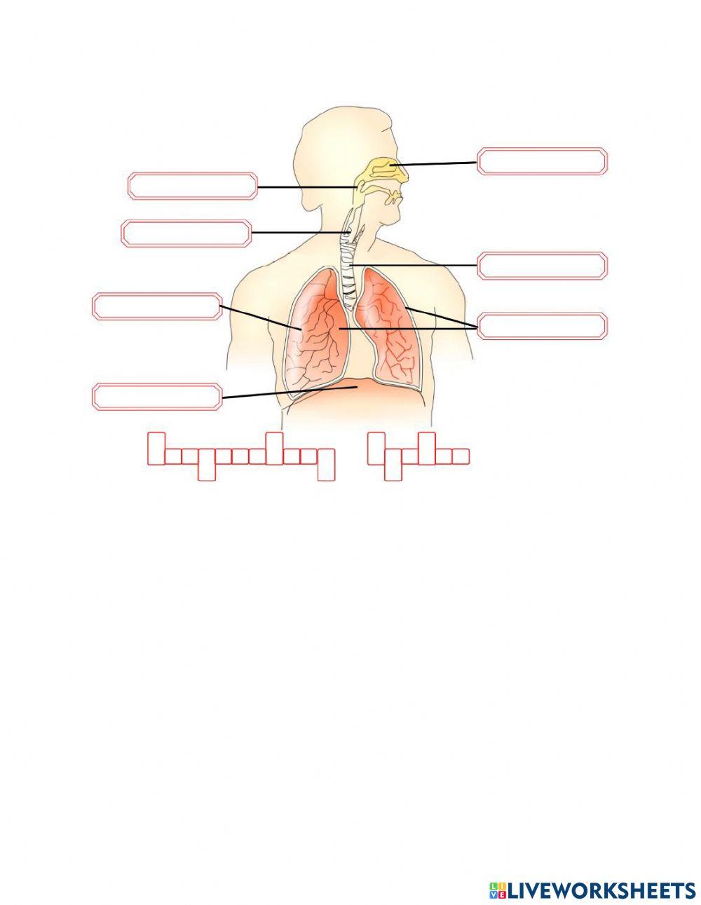 Parts of the Respiratory System online exercise for | Live Worksheets