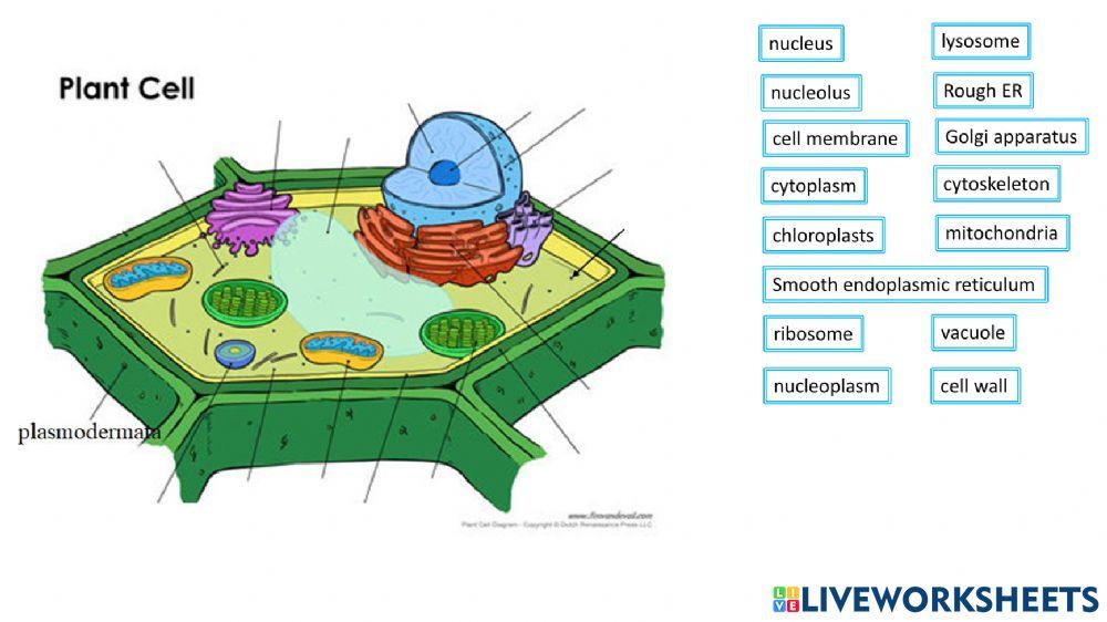 labelling cells worksheet