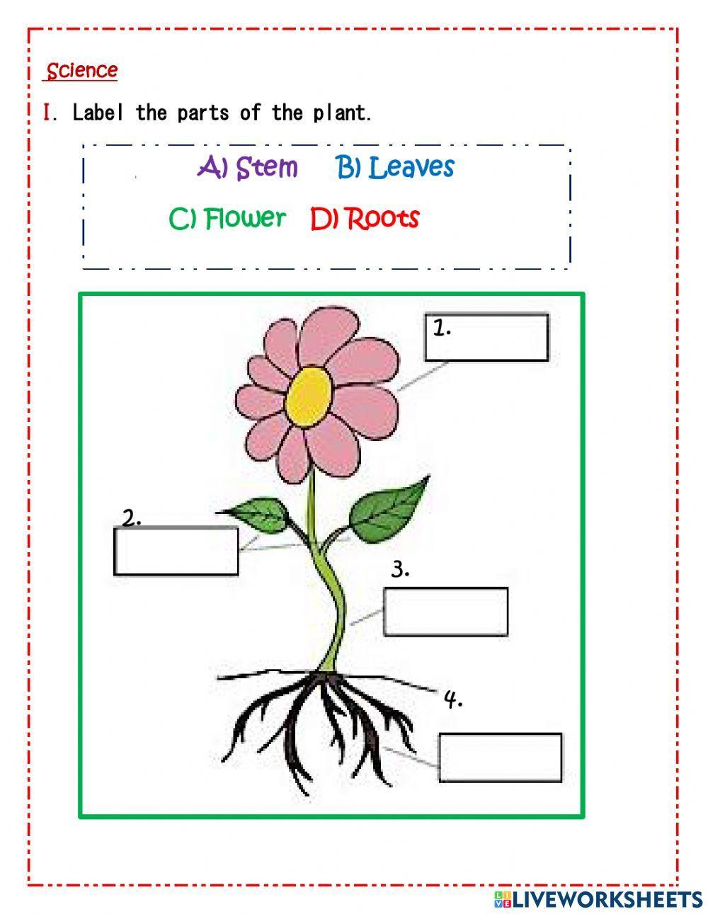 Science online exercise for 1st grade | Live Worksheets