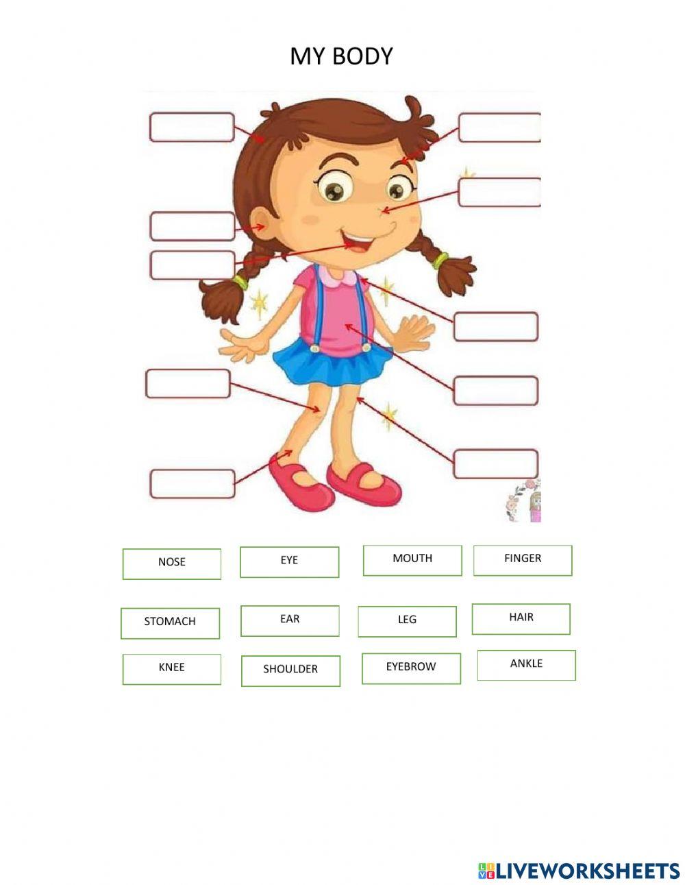 My body online exercise for GRADE 3 ELEMENTAL | Live Worksheets