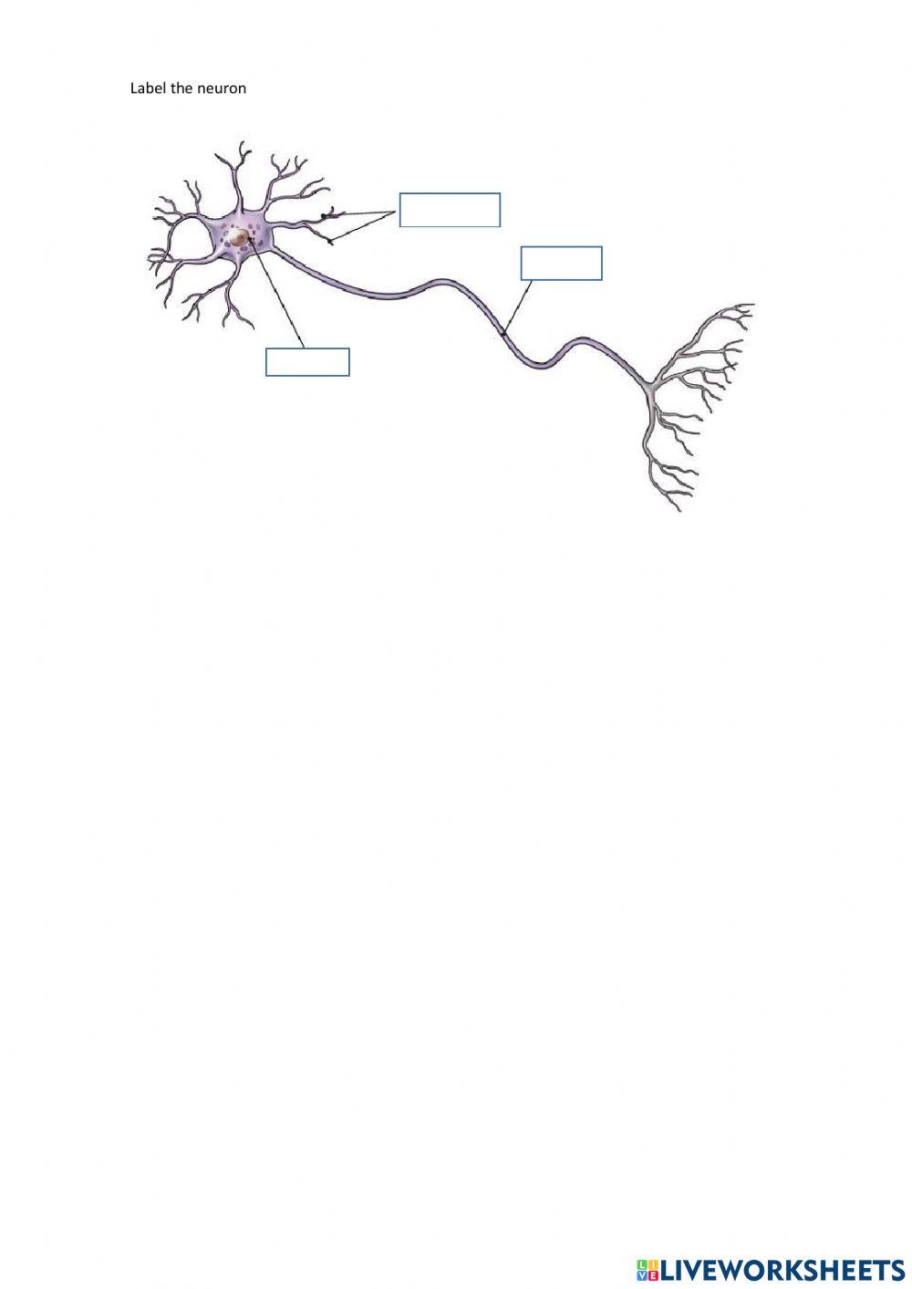 blank neuron cell