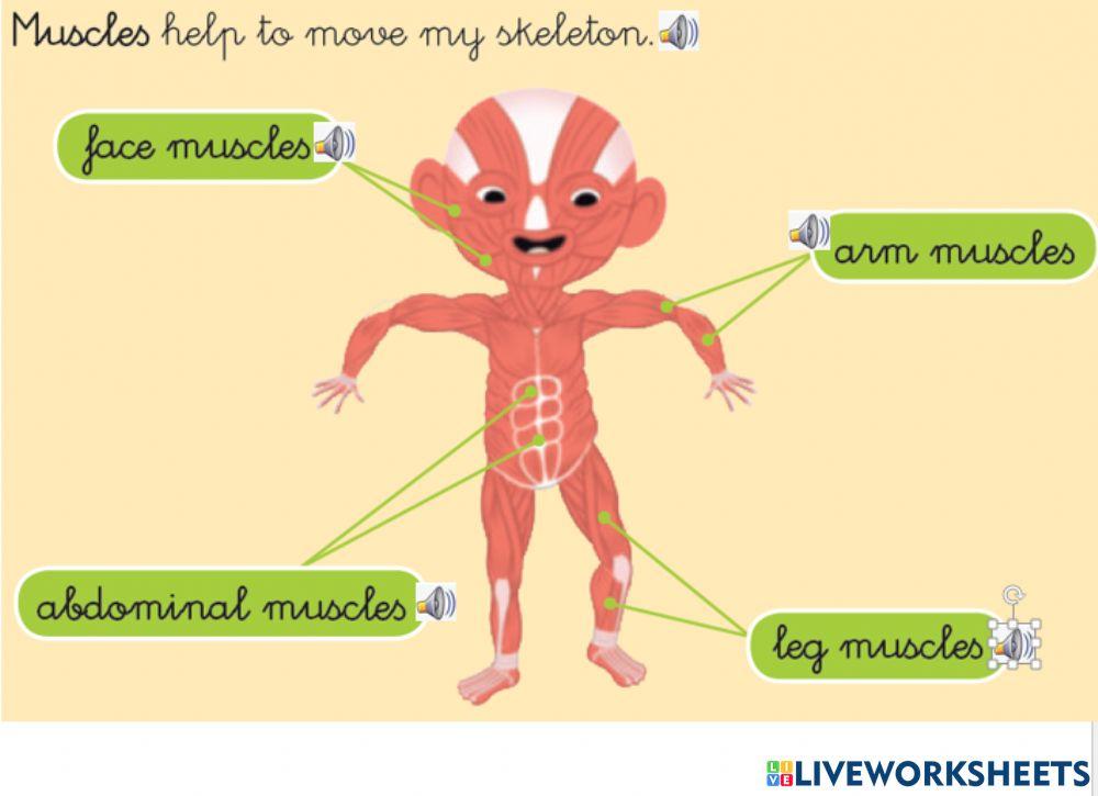 1473697 | Muscles | almuvaldi | LiveWorksheets