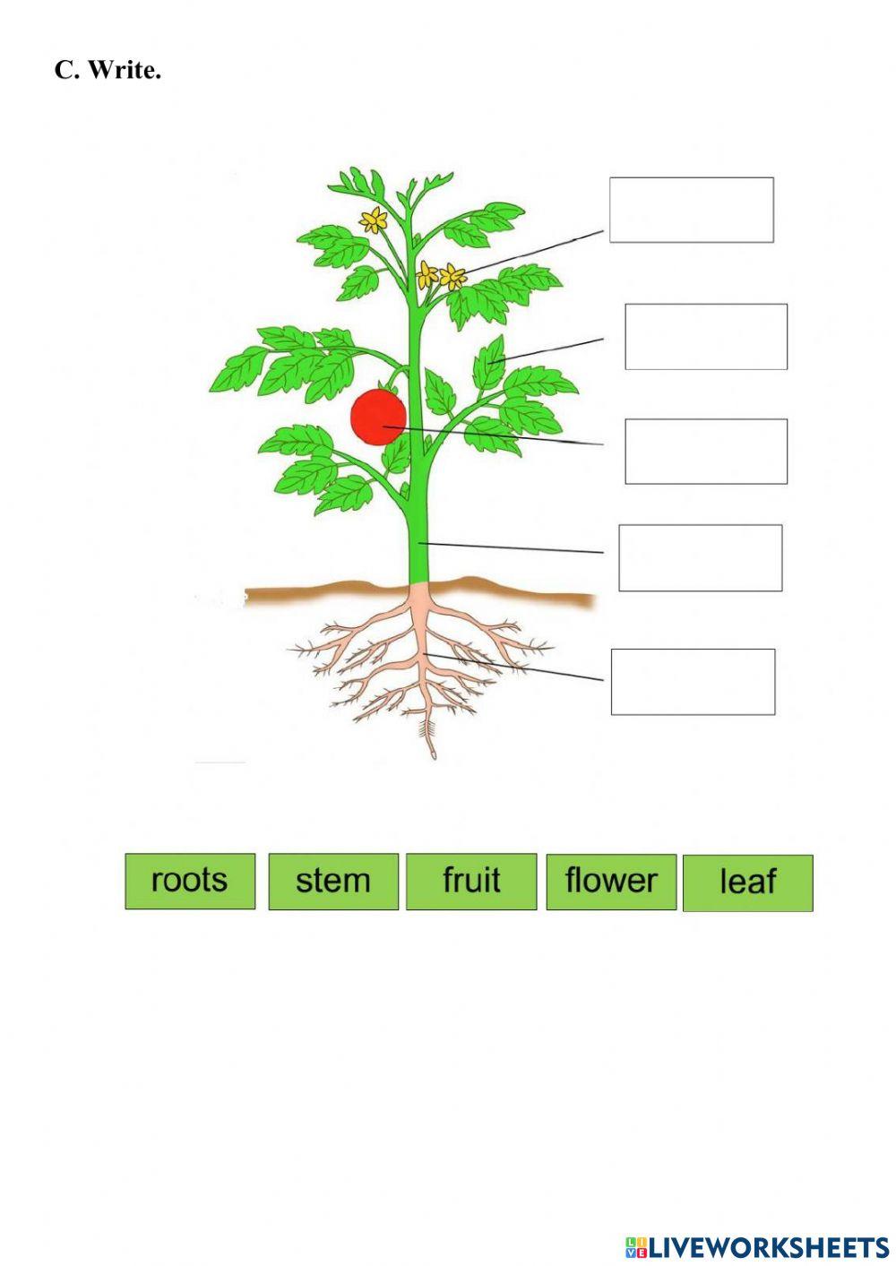 Grade 2 - English worksheet 3 - week 4 worksheet | Live Worksheets