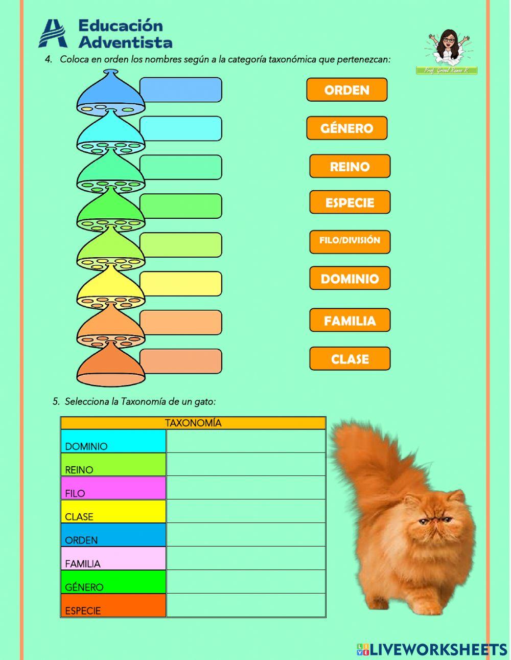 Evaluación de T… | Free Interactive Worksheets | 3450675