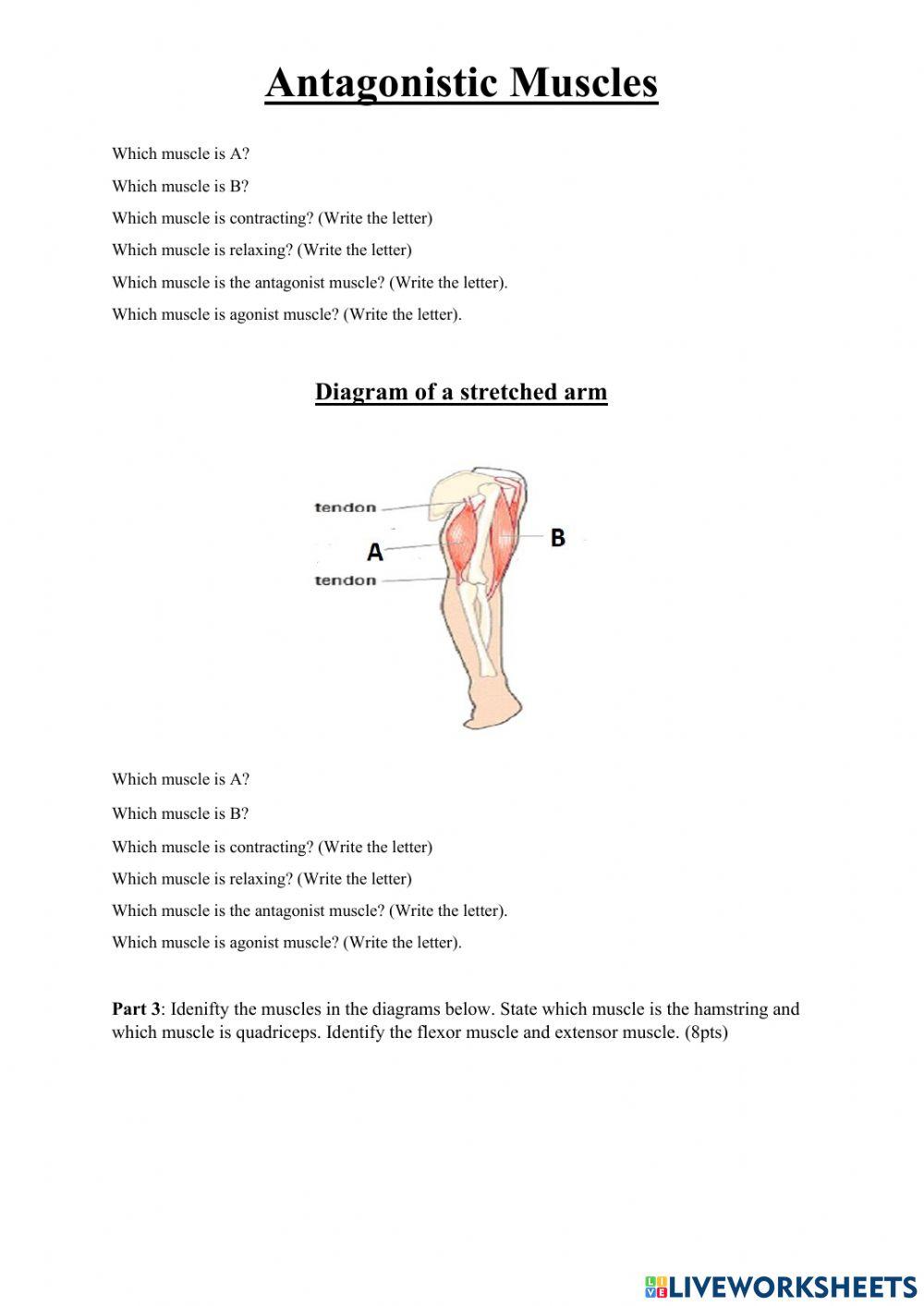 Antagonistic Muscles online exercise for | Live Worksheets