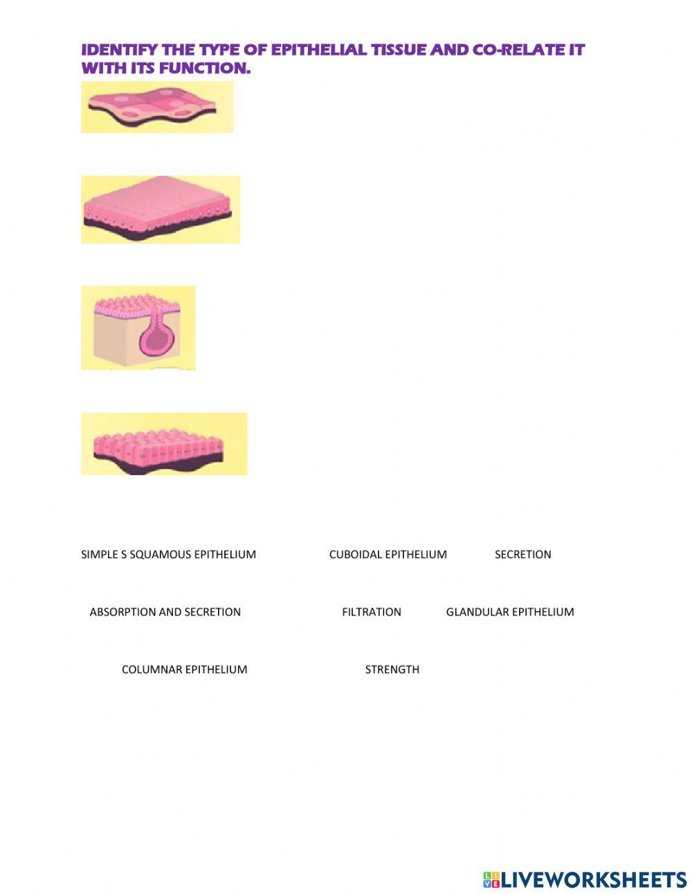 Types of animal tissues online exercise for | Live Worksheets
